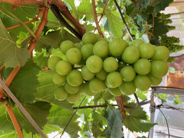 Sunshine Rose grapes from Yunnan are doing well in the Chinese market