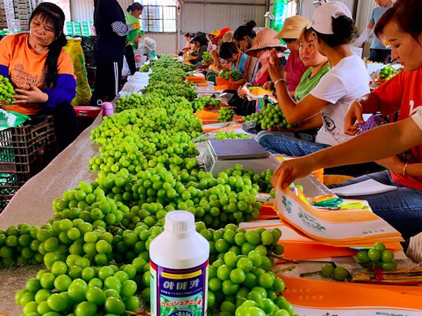 Sunshine Rose grapes from Yunnan are doing well in the Chinese market