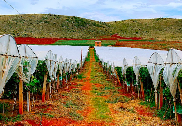 Sunshine Rose grapes from Yunnan are doing well in the Chinese market