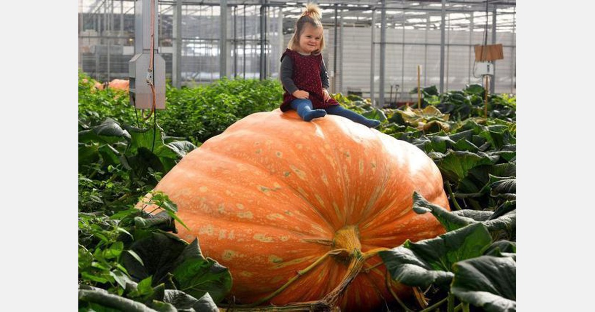 largest pumpkin uk