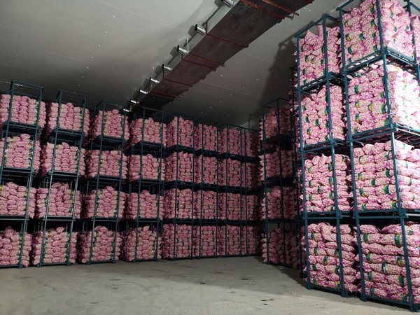 Chinese garlic farms enter peak period, but price remains stable