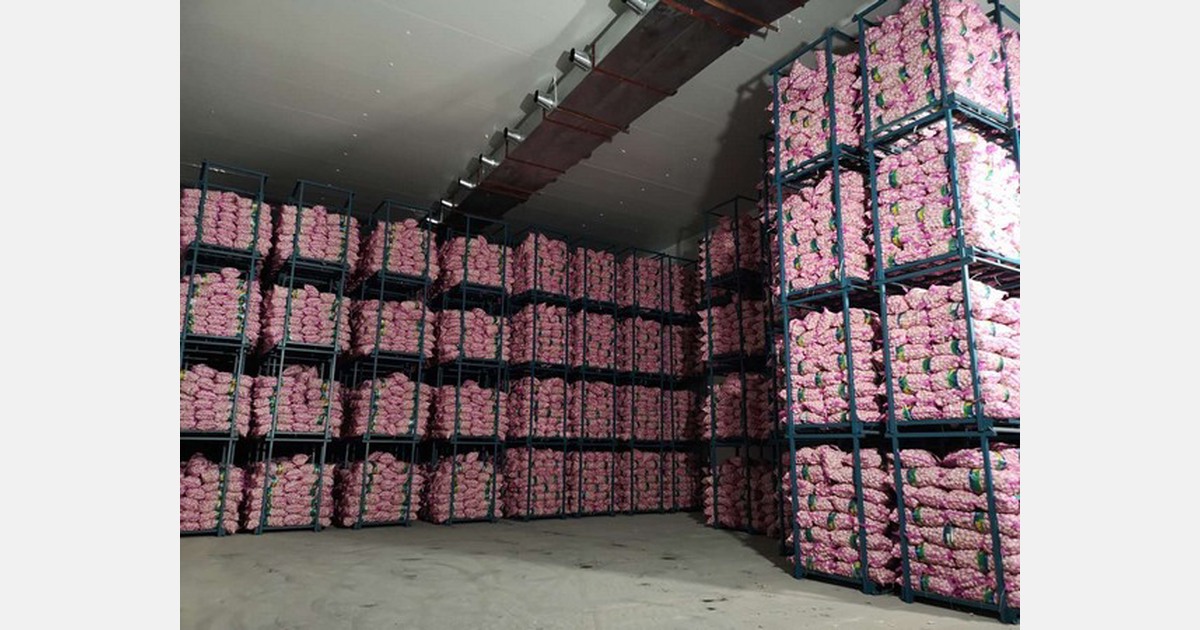 Chinese garlic farms enter peak period, but price remains stable