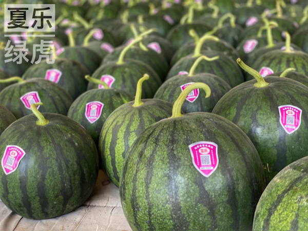 Green Tiger watermelons sell well in the Chinese market