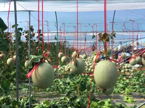 Chinese Hami melons from Hainan sell better than last year