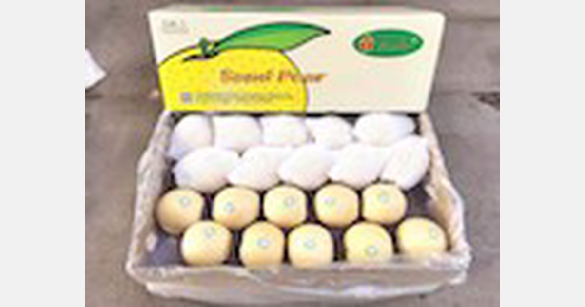 Chinese pear export faces challenges due to rising price of shipping