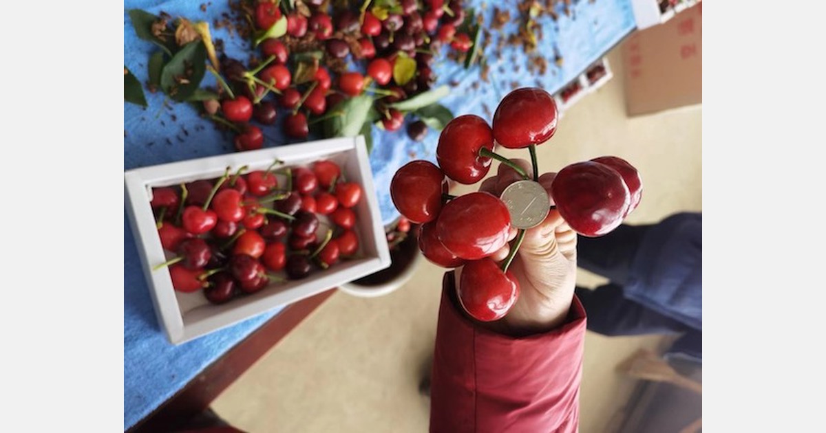 First Chinese cherries from Dalian greenhouses enter the market