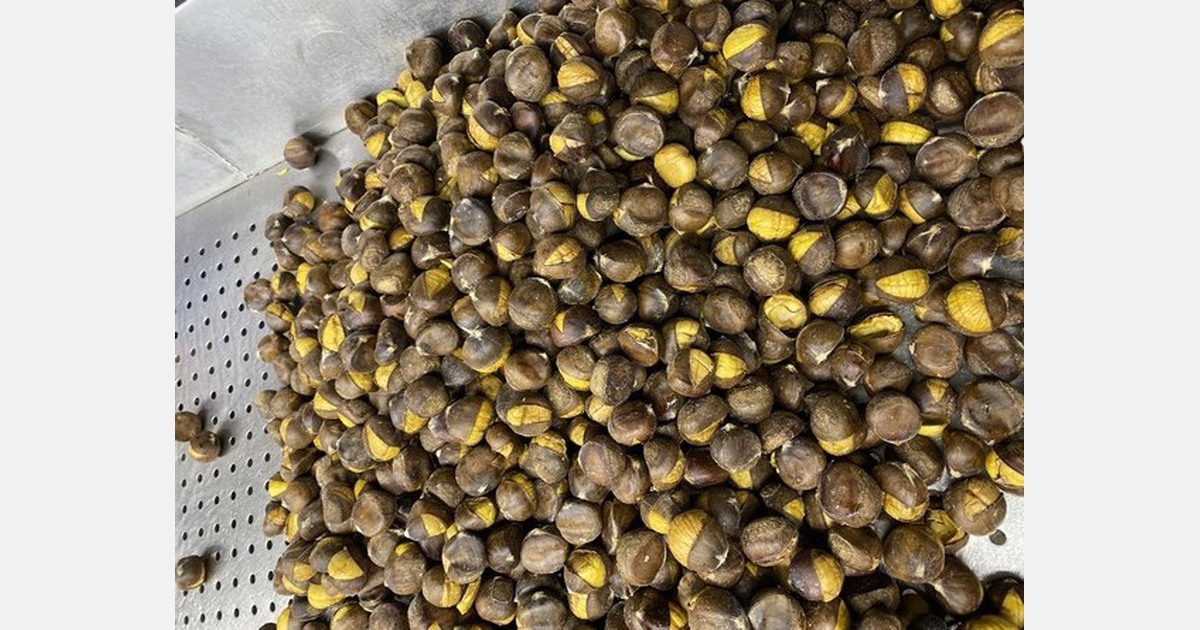 "Chinese chestnut harvest is huge, and the order volume of frozen ...