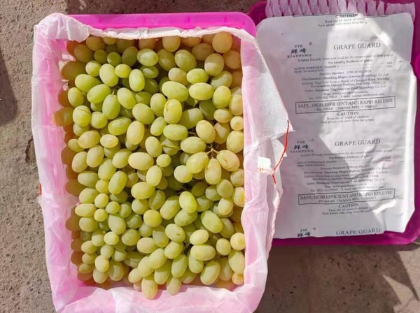 FYK grape preservation packs keep Chinese grapes fresh