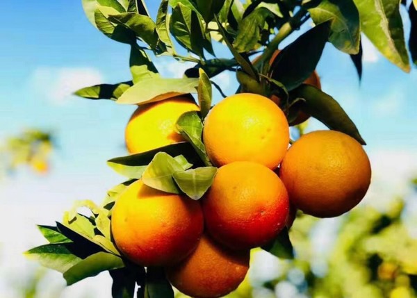 "Demand for tangerines grows as fruit juices become more popular"