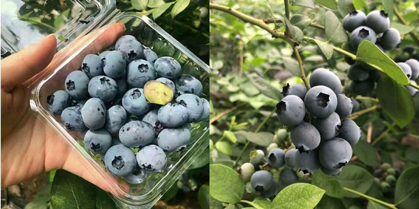 "Our greatest strength is diversity in blueberry varieties"