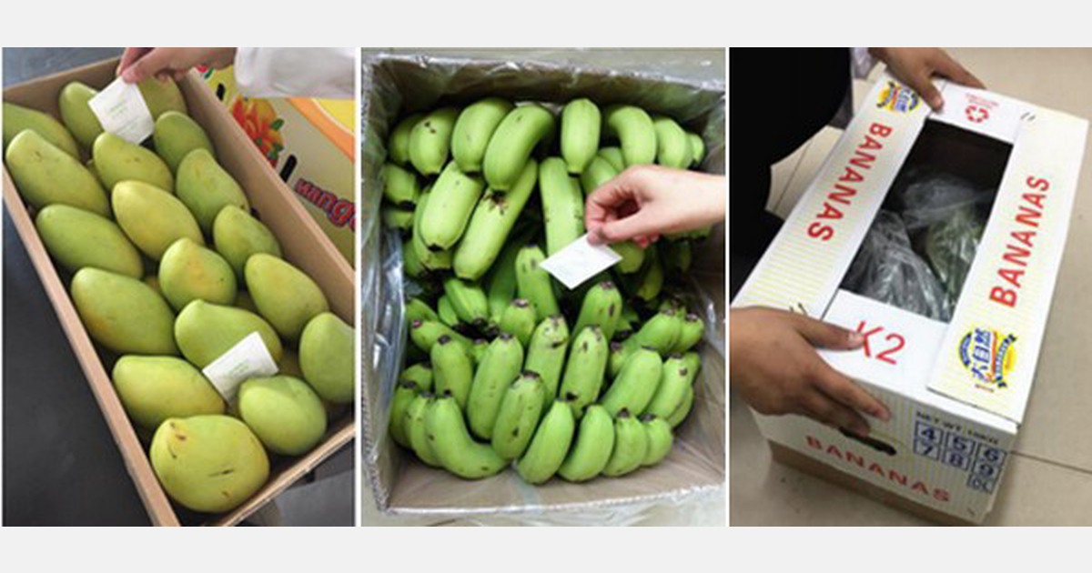 FYK ripening packets turn fruit box into a mobile ripening chamber