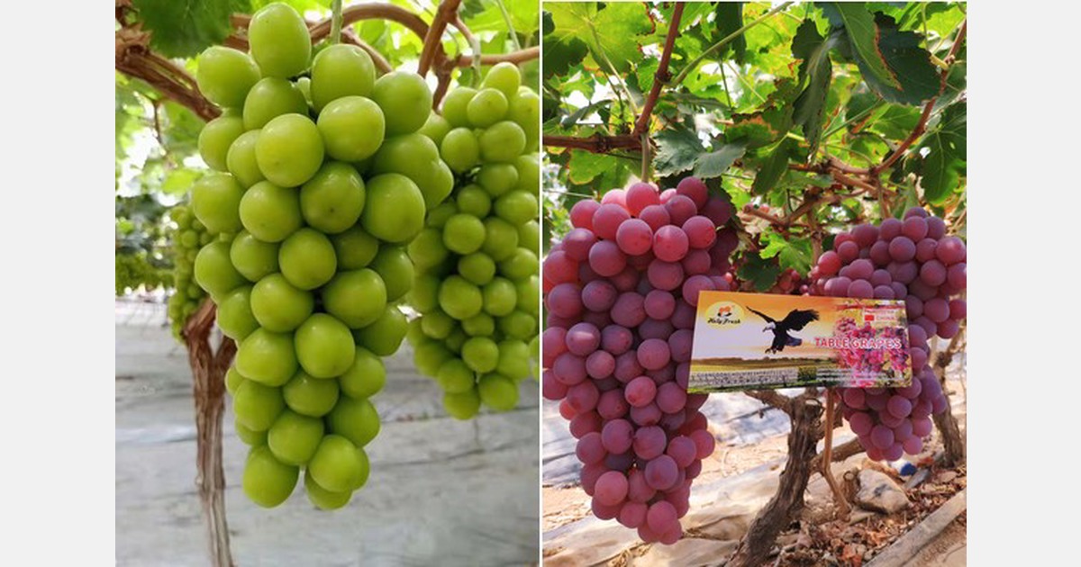 "Chinese grape production increased by nearly 50%, brix and quality are ...