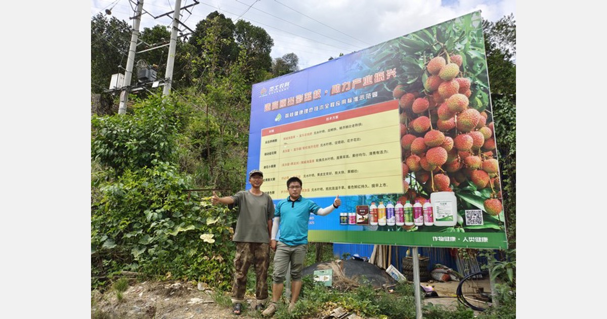 Conditions in major Chinese lychee production areas are great as market ...