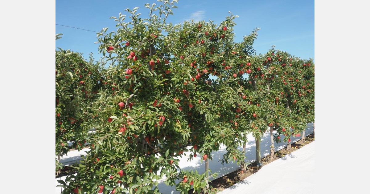 "The overwhelming popularity of a new apple variety has caused some ...