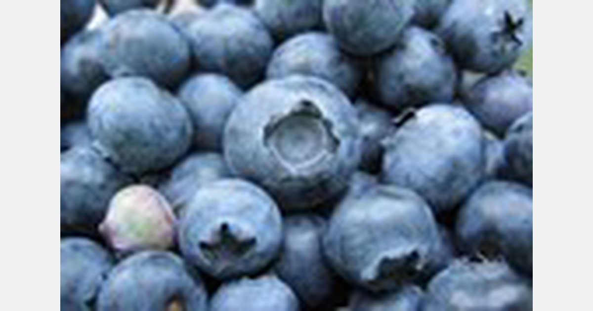 "The quality of Peruvian blueberries is great this season, but ...
