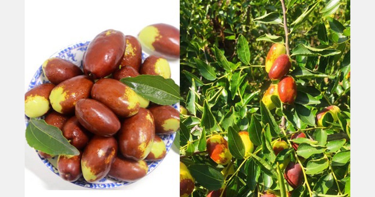 This is the first time long jujubes from Lingwu are exported to the ...