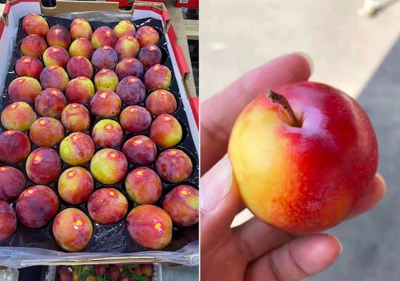 Rare Chilean imported plum varieties are often the most popular with ...