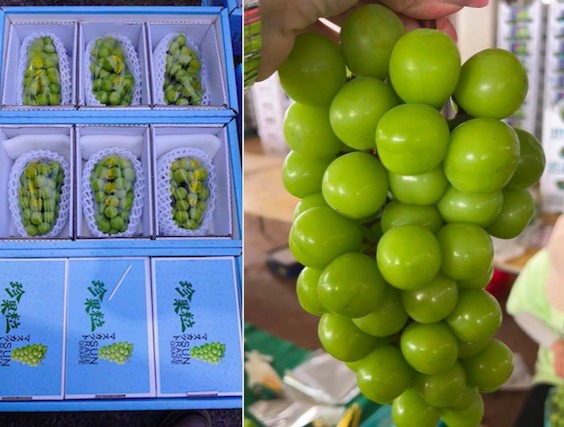 "Product quality of Chinese Shine Muscat green grapes slightly improved"