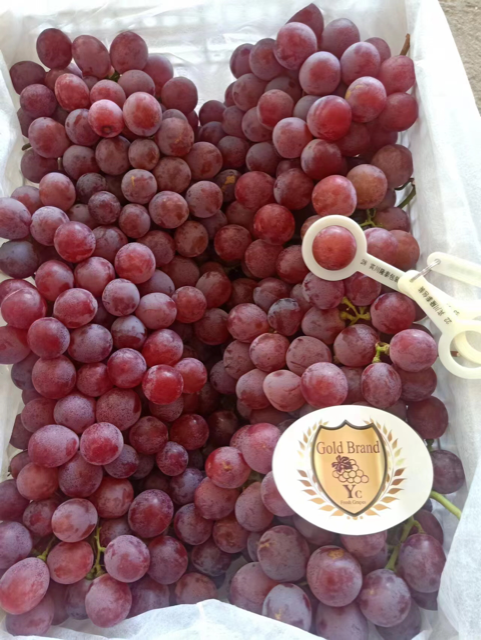 "Red grape export is challenging this year, the competition is fierce"