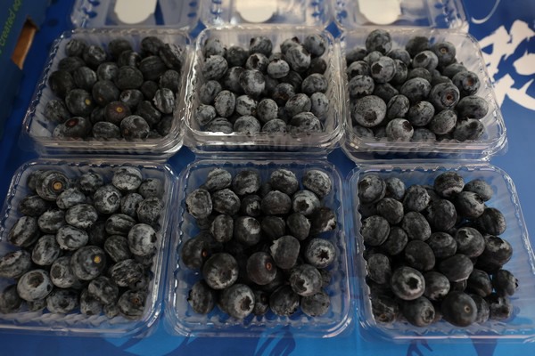 "This season's first Peruvian OZblu blueberries arrive in China"