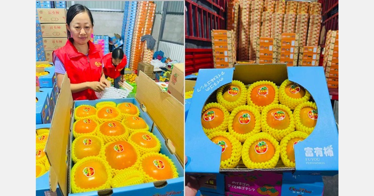 "Persimmon sales increase as Mid-Autumn Festival stimulates demand"