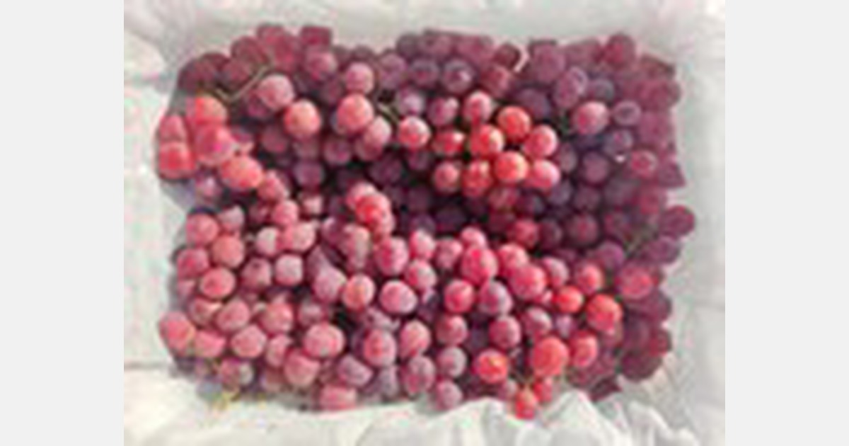 The Xinjiang red grape season is coming to an end, overall sales not ideal