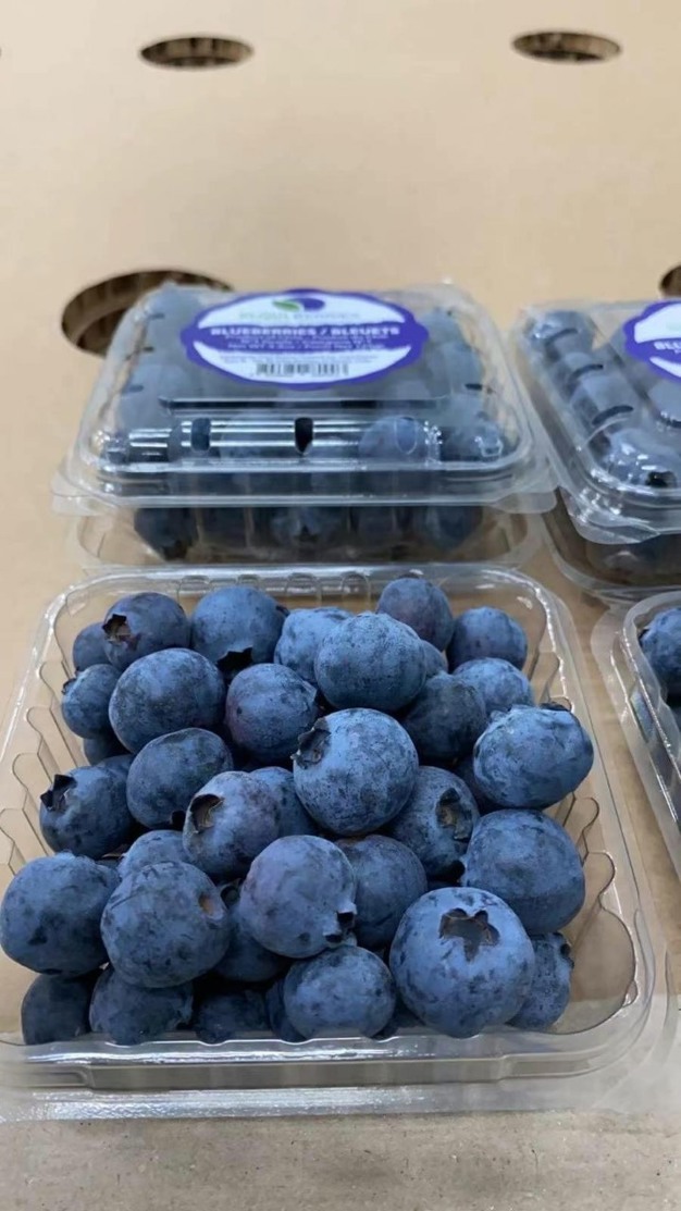 The first batch of Chilean blueberries arrives in China by air