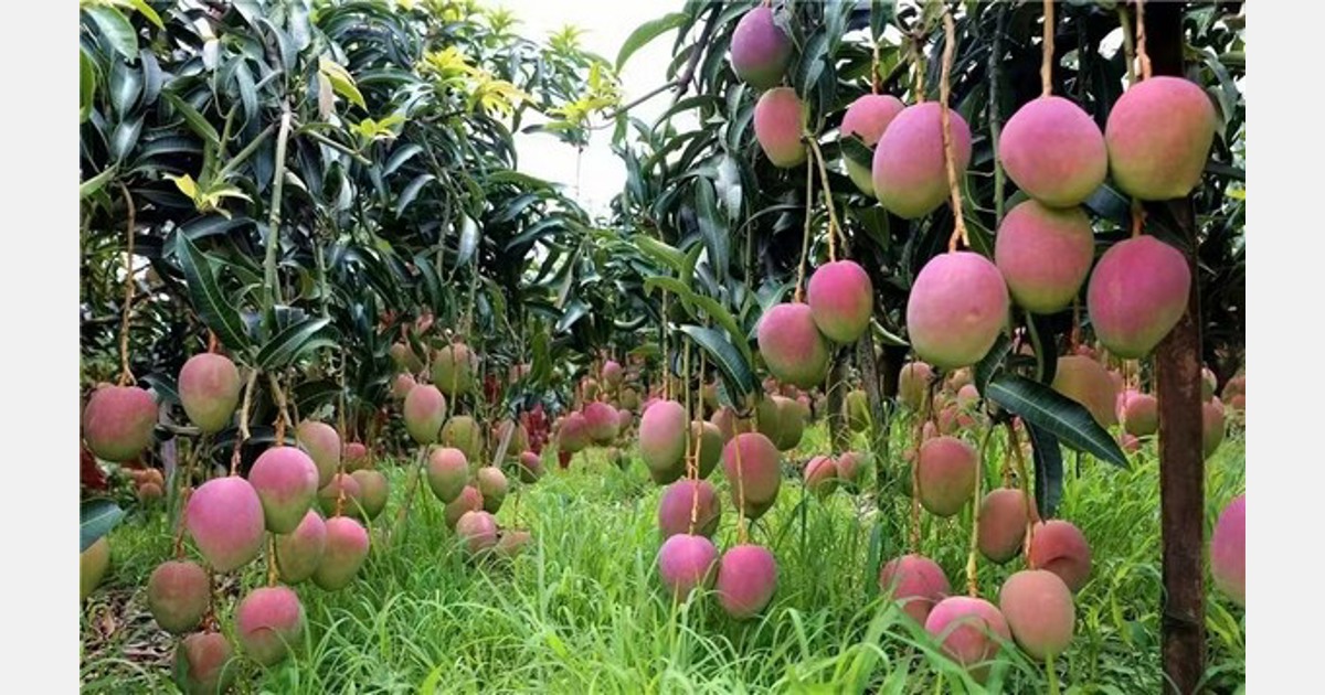 "We try to export Panzhihua mangoes to more markets"