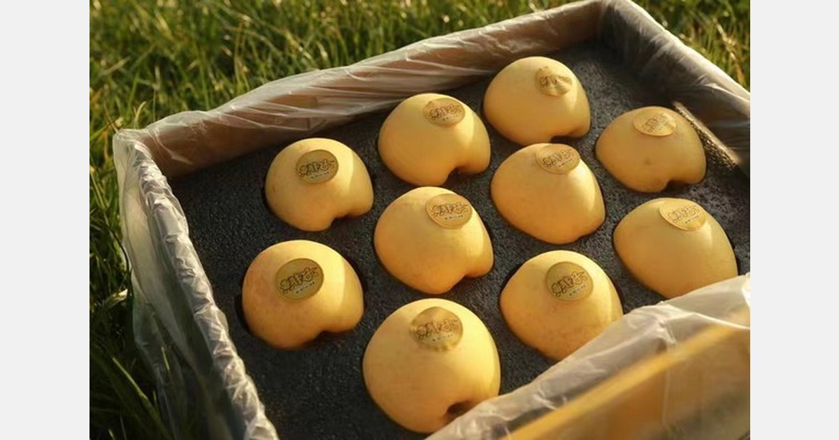 "The quality of Venus golden apples is better than previous years, and ...