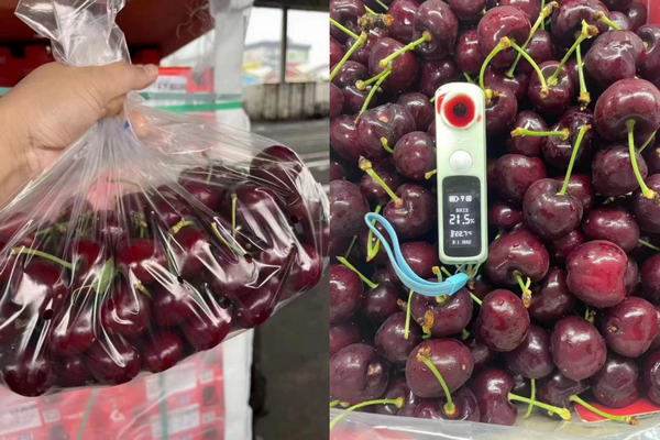 "The overall market performance of Chilean imported cherries this ...