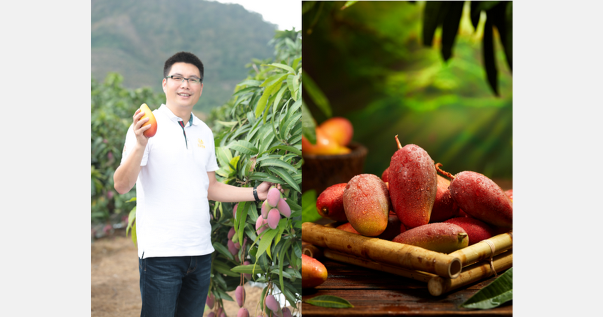 "The export volume of Sanya tree-ripened Guifei mango increased by 20%"