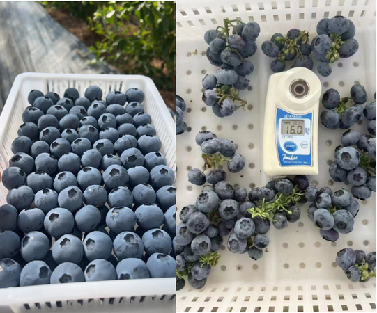 "The demand for domestic blueberries is strong, volume of big-sized ...
