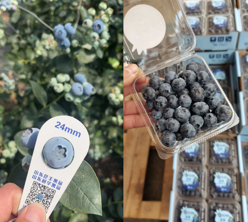 "The demand for domestic blueberries is strong, volume of big-sized ...