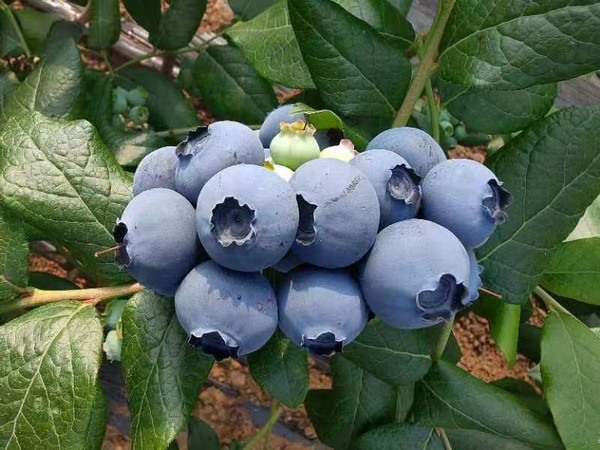"The demand for domestic blueberries is strong, volume of big-sized ...