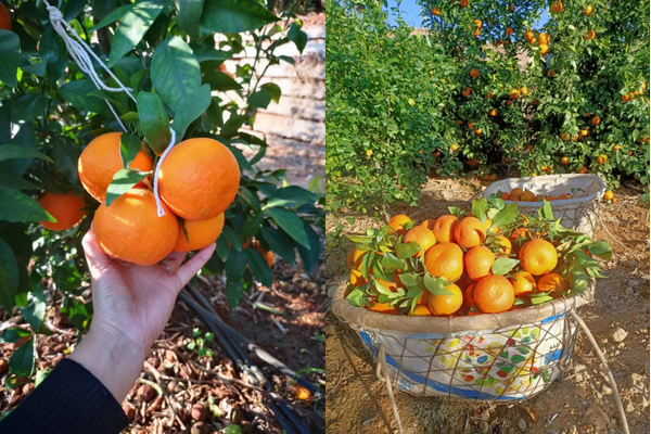 "Late Binchuan Wogan mandarin season late this year, market expected to ...