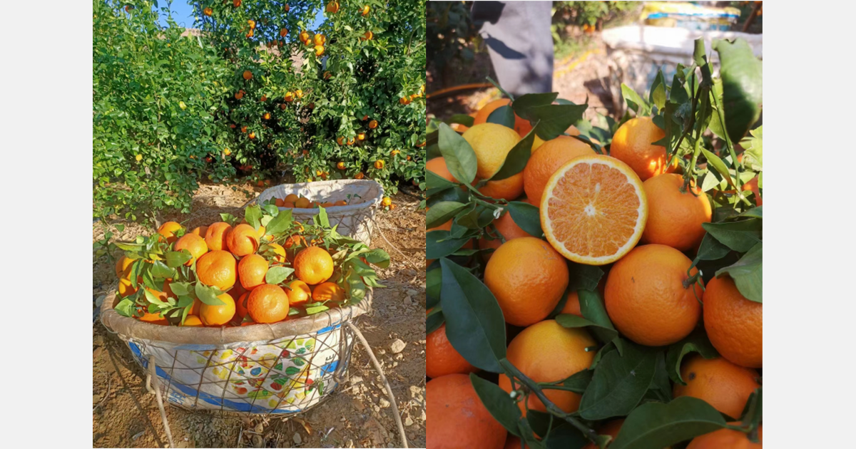 "Late Binchuan Wogan mandarin season late this year, market expected to ...