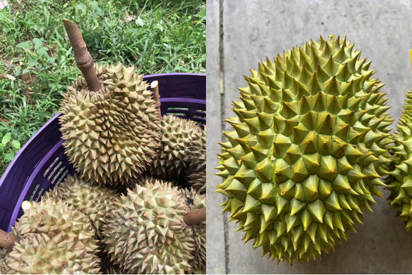 "Thailand's durians perform well in the market"