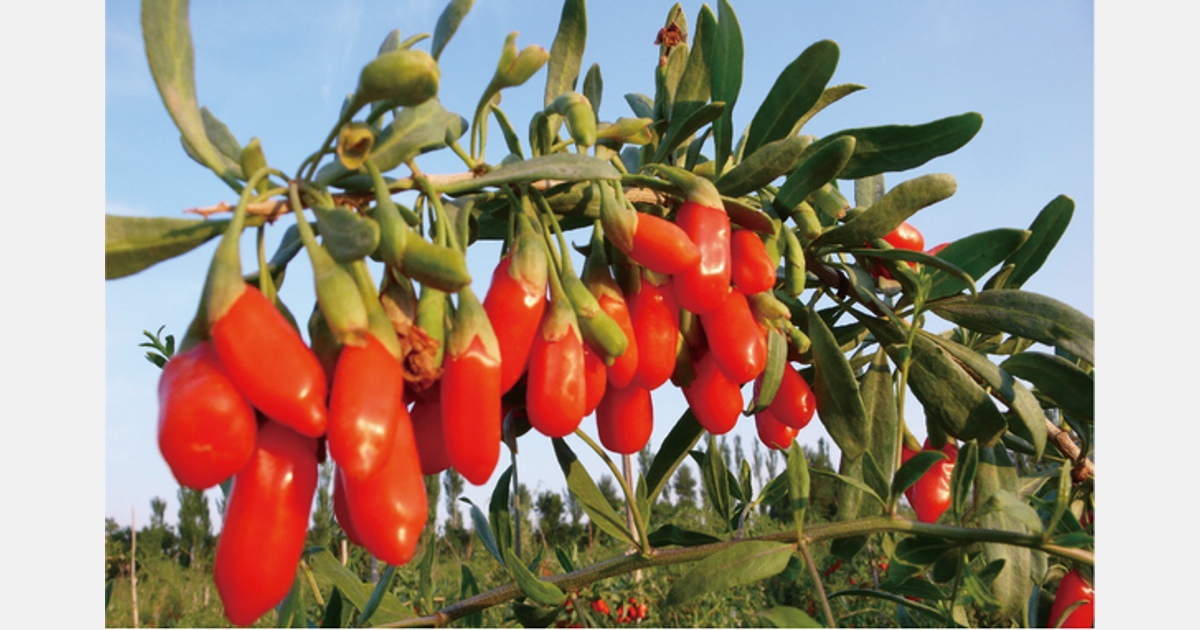 "Goji berry prices are expected to be on a continuous upward trend in 2 ...