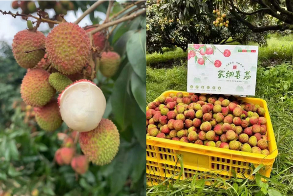"The production and sales of lychees in Hainan far exceeded last year."
