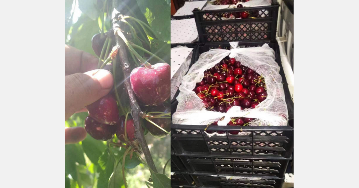 "The development of Chinese cherries has impacted imports of cherries ...
