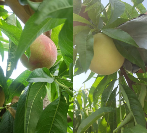 "Peach production has increased compared with last year"