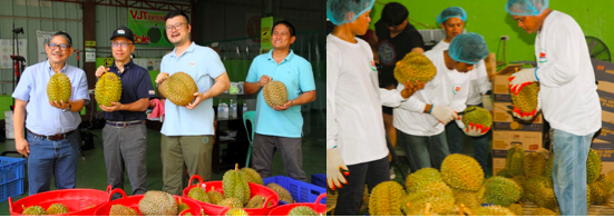 Dole China launches new season Philippine Golden Puyat durian