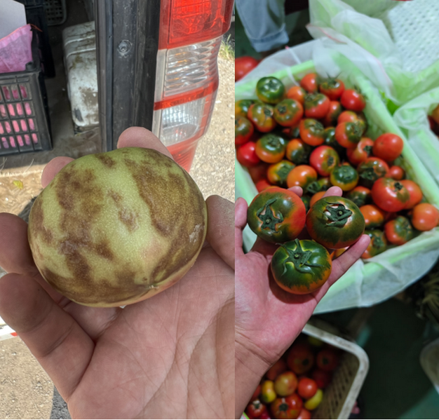High temperatures seriously affect the quality of strawberry tomatoes