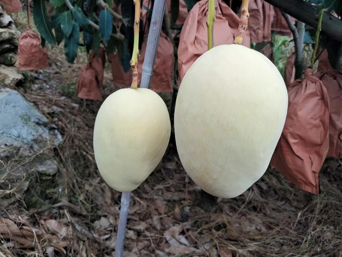 Sichuan's Panzhihua mango exports grow and new markets added