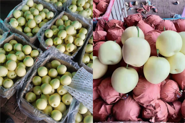 "The quality of Hebei pears in the new season is better than before"