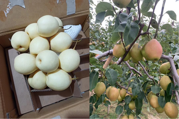 "The quality of Hebei pears in the new season is better than before"