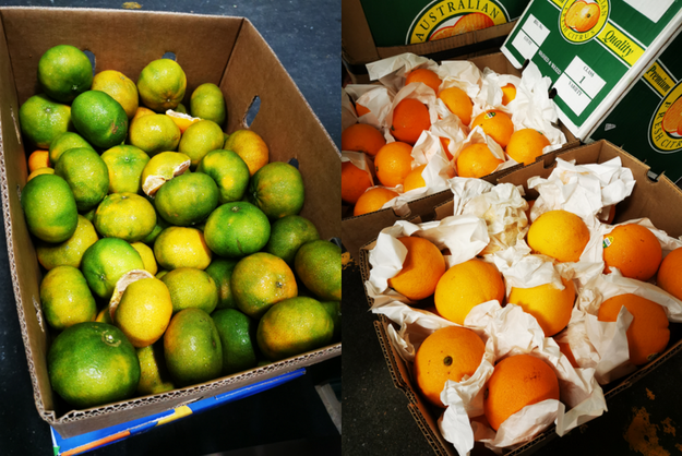 The arrival of plums and South African citrus increases, and the market ...