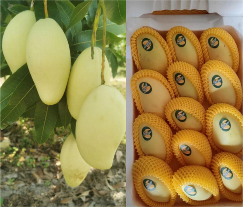 “The Cambodian mangoes we export are popular in the Russian market”