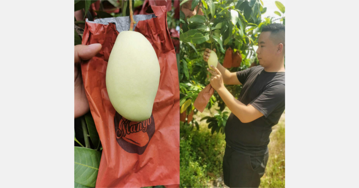 “The Cambodian mangoes we export are popular in the Russian market”