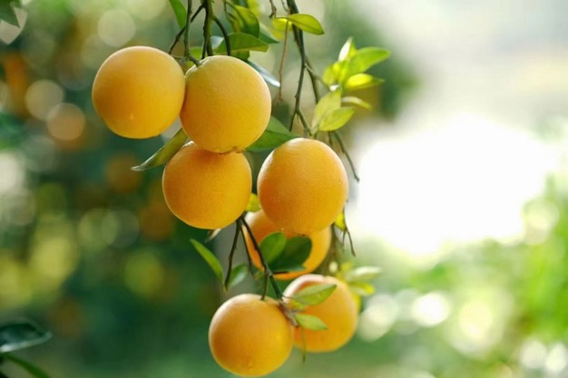 "Gannan navel oranges harvesting is going well, prices may fall in the ...